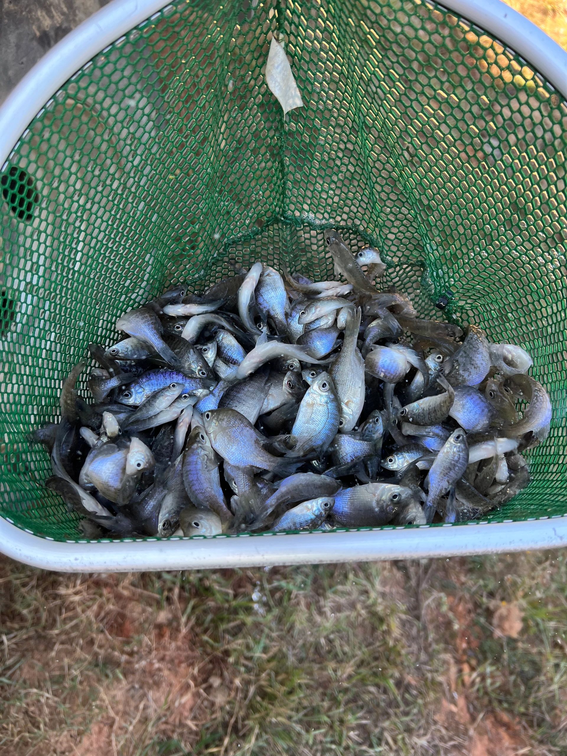 Apex Fish Farm Fish Stocking Bluegill Pond Stocking Pond Stocking